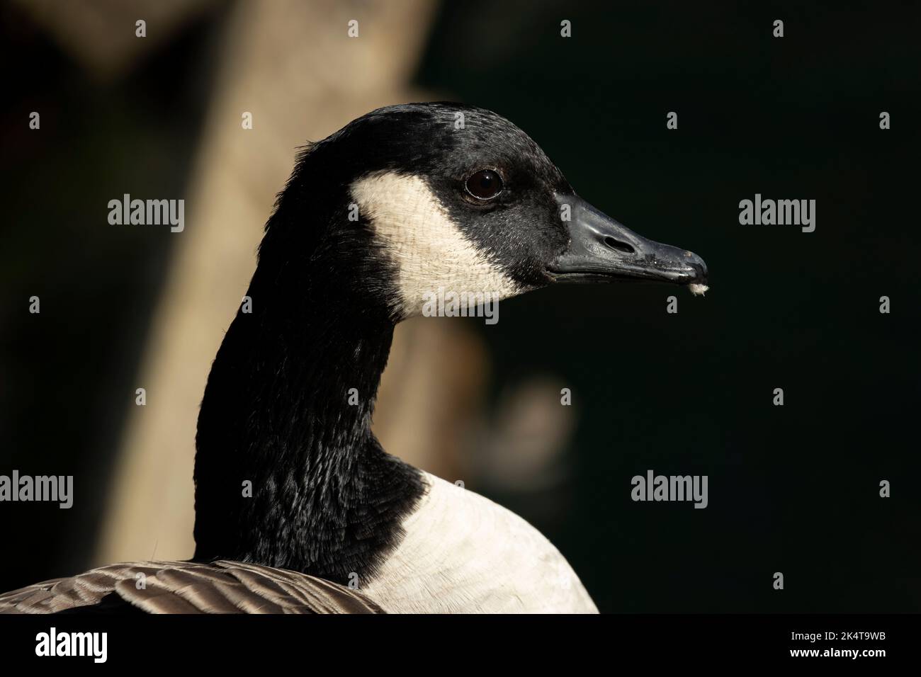 Introduced to the UK from North America in the Seventeenth Century, the ...