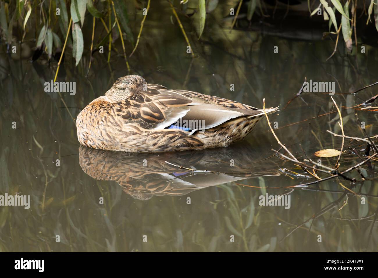 Light refraction duck hi-res stock photography and images - Alamy