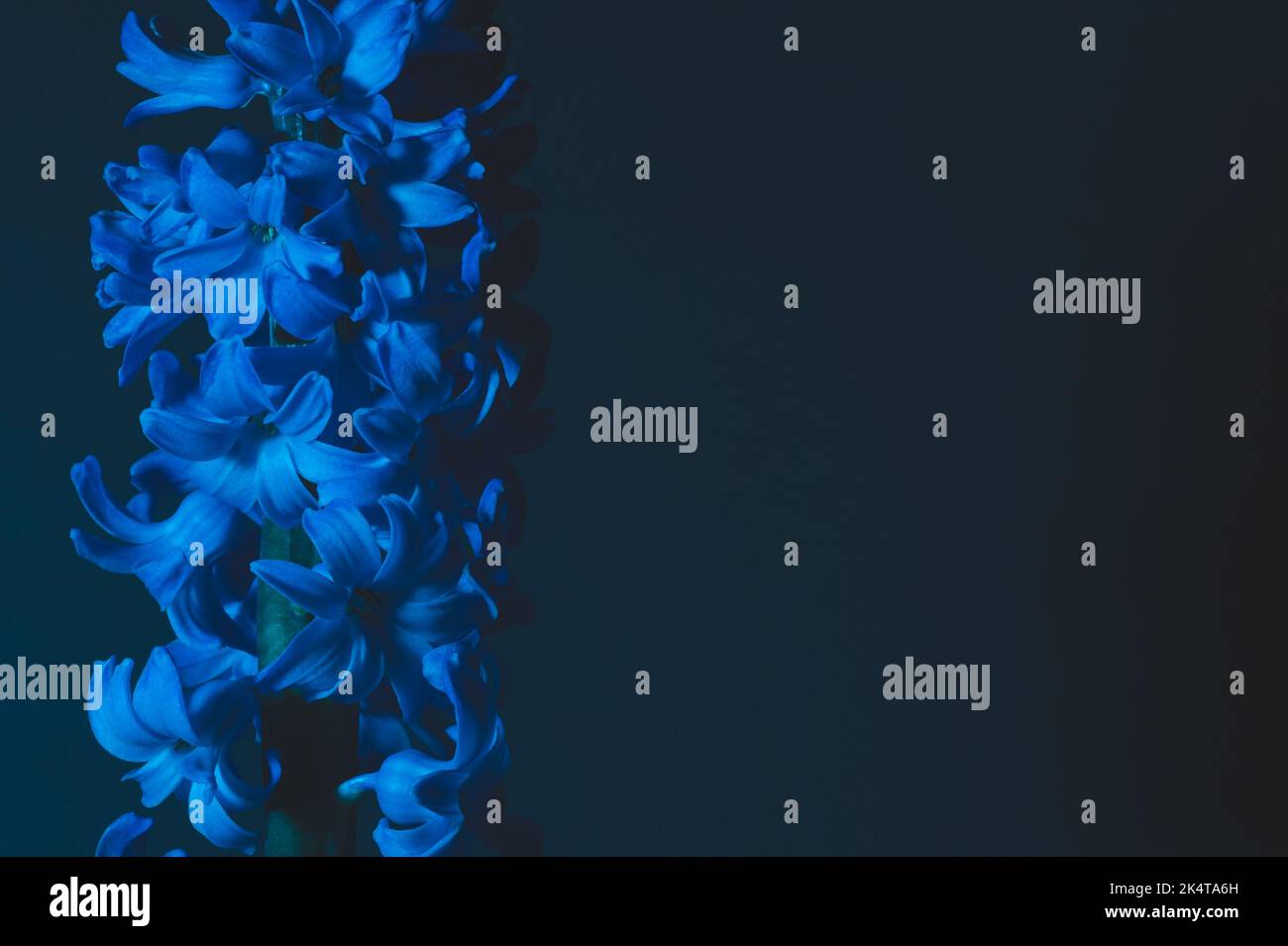 Blue hyacinth houseplant hi-res stock photography and images - Alamy