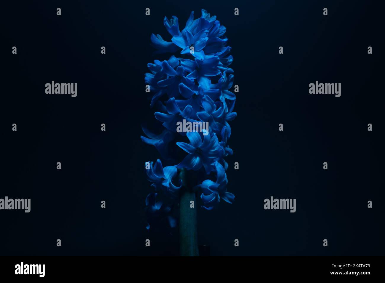 Blue hyacinth houseplant hi-res stock photography and images - Alamy