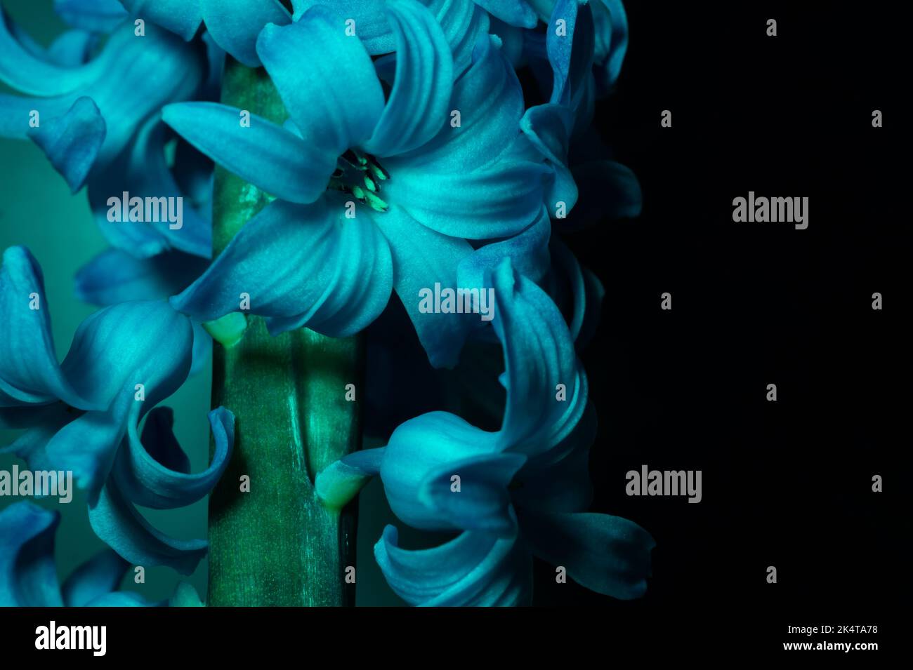 Blue hyacinth houseplant hi-res stock photography and images - Alamy