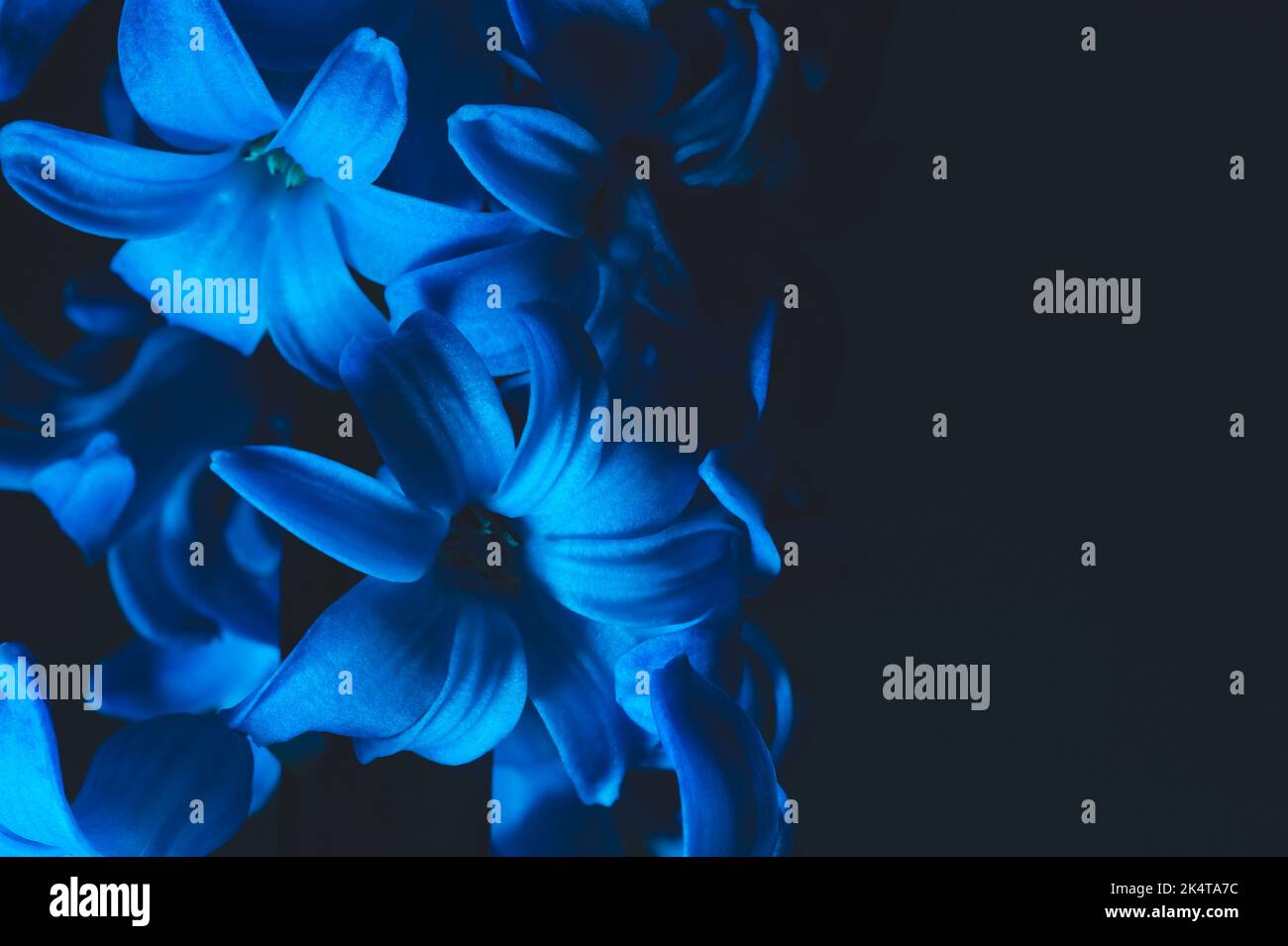 Beautiful potted flowers under hi-res stock photography and images - Alamy