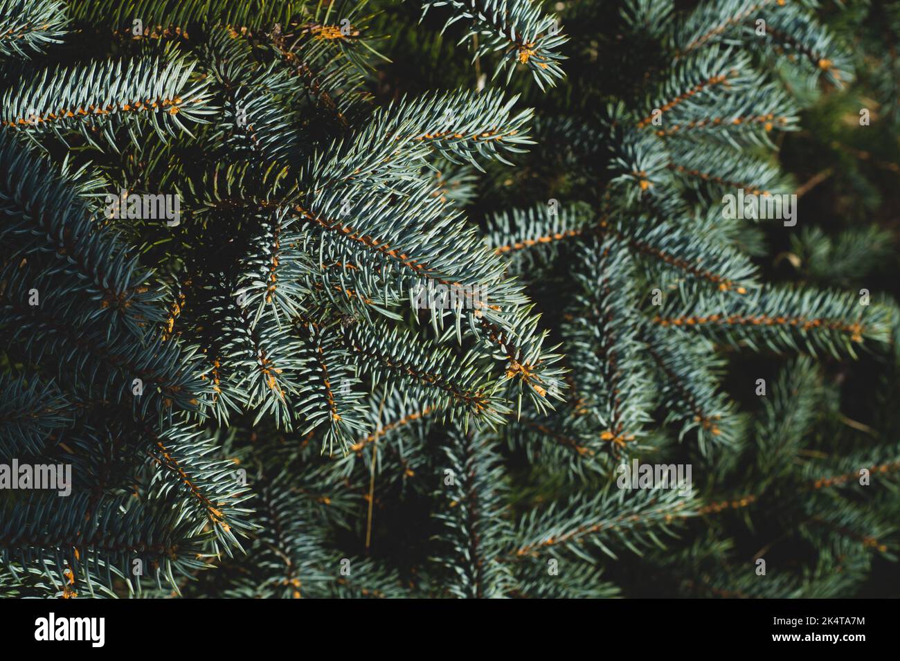 Branches of blue fir tree. pine needles close up Stock Photo - Alamy