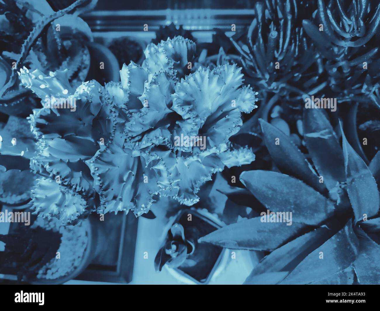 Various succulents under blue light from a plant lamp Stock Photo - Alamy
