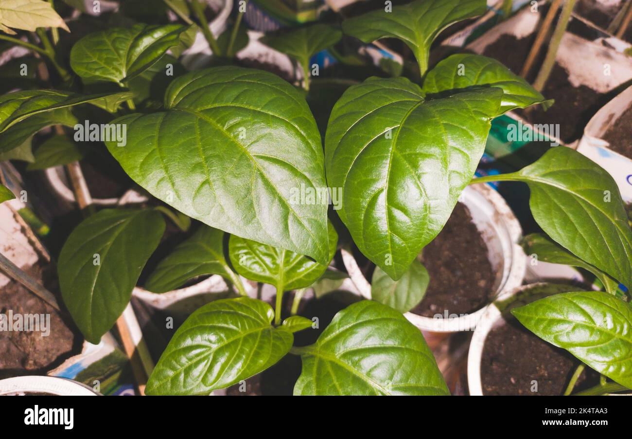 Green leaves of bell pepper plants close up Stock Photo - Alamy