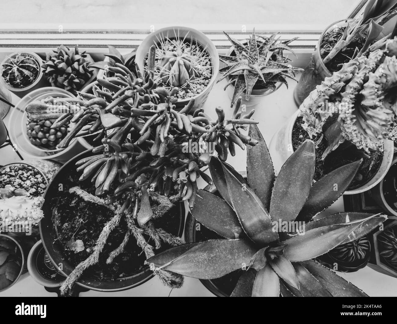 Ornamental plants on potted Black and White Stock Photos & Images - Alamy