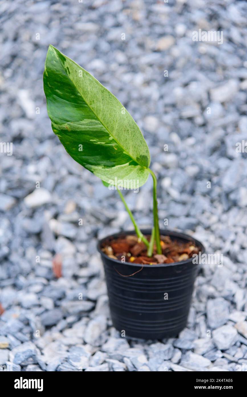 Fresh leaf of monstera laniata narrow form mint variegated in the pot ...
