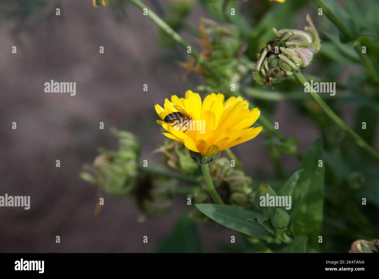 Yellow marigold flowers and small working bee on the blurred background ...