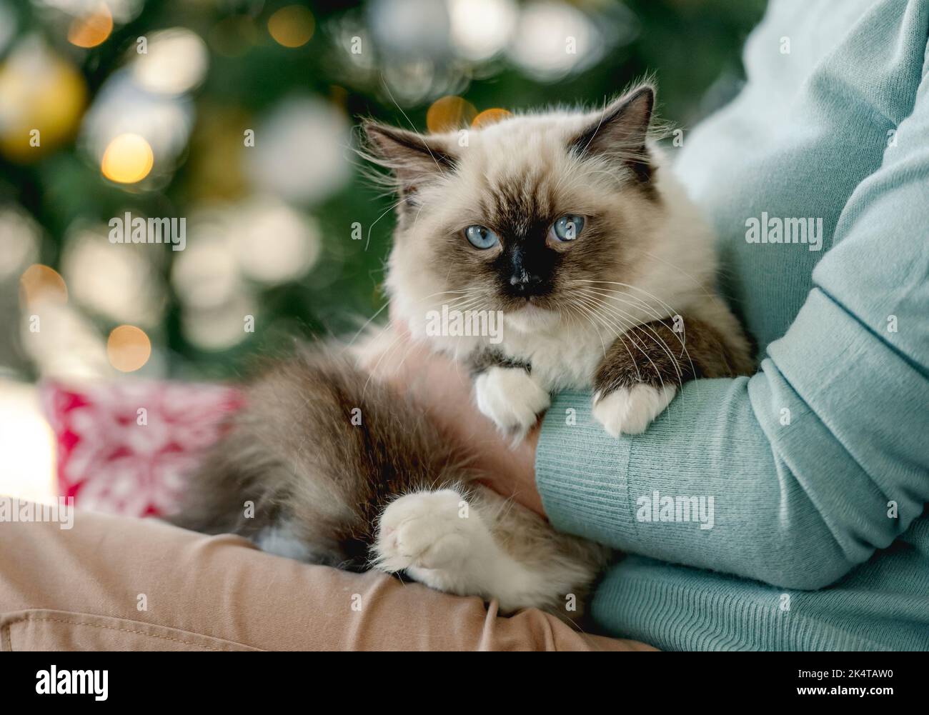 Girl with ragdoll cat in Christmas Stock Photo - Alamy