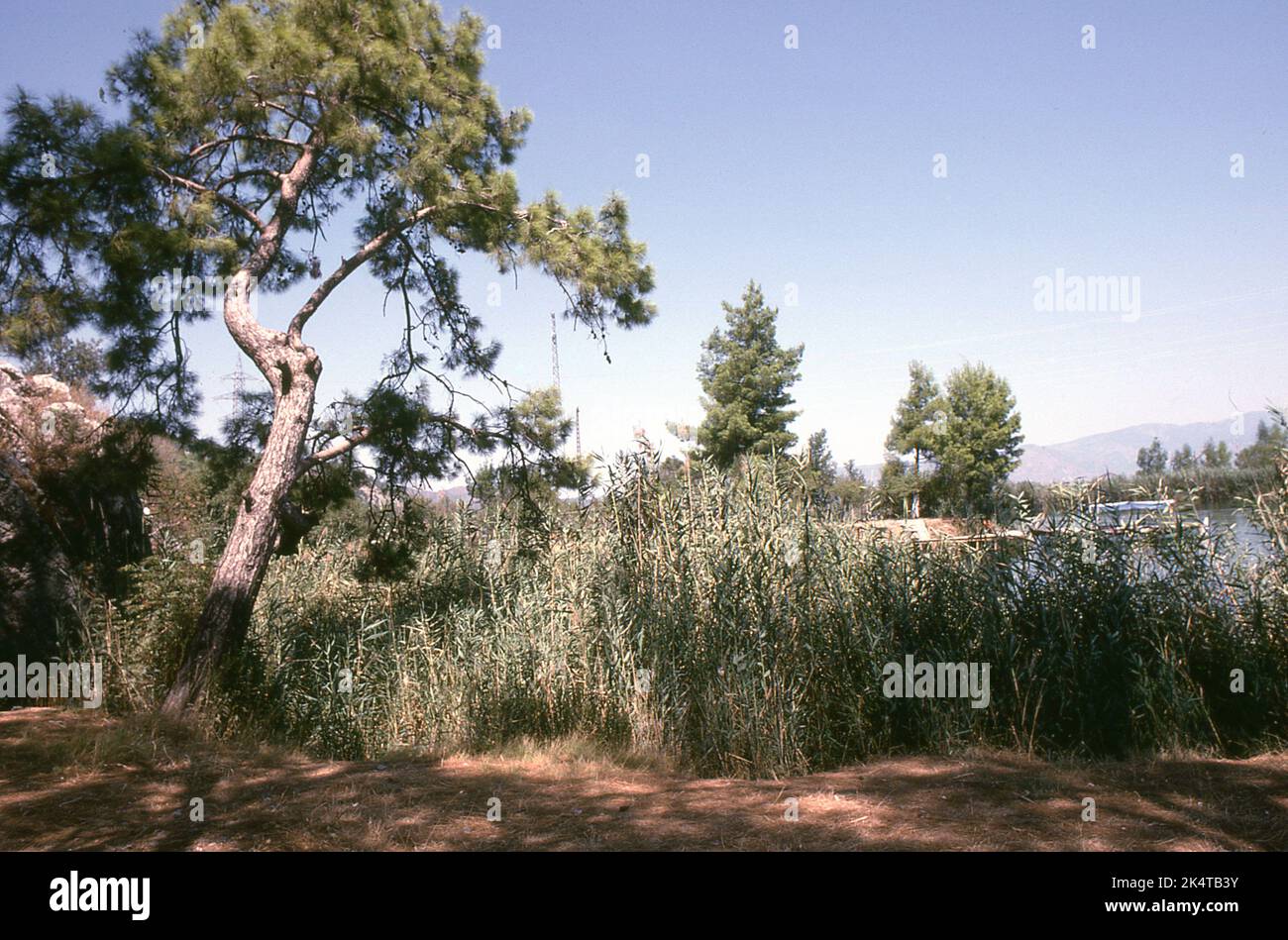 Turkish Trees Raymond Boswell Stock Photo - Alamy
