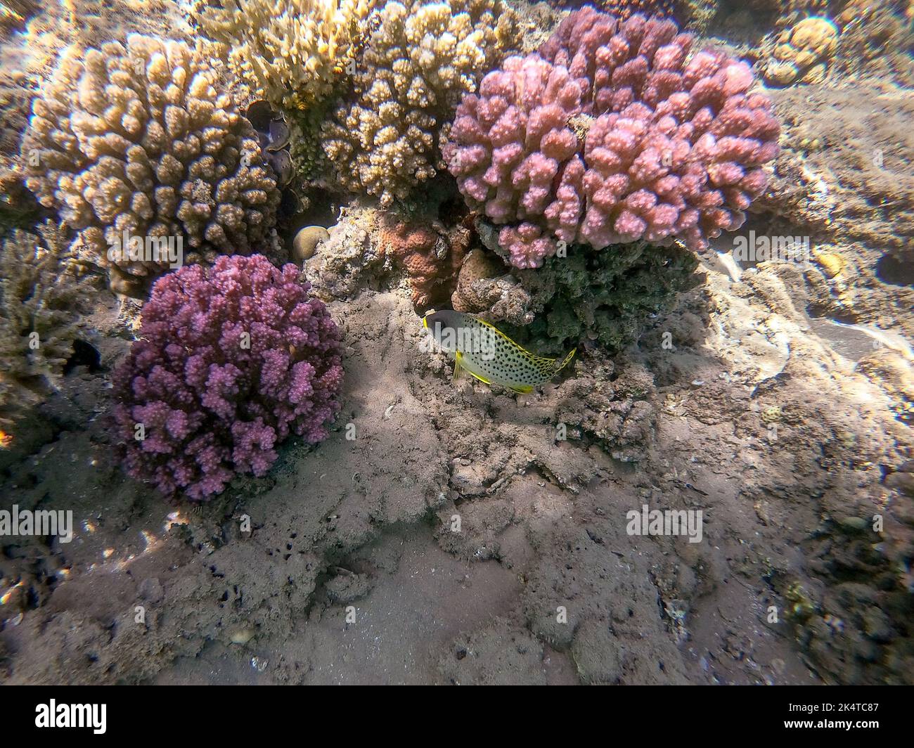 Close up view of Colorful tropical blackspotted rubberlip fish or ...
