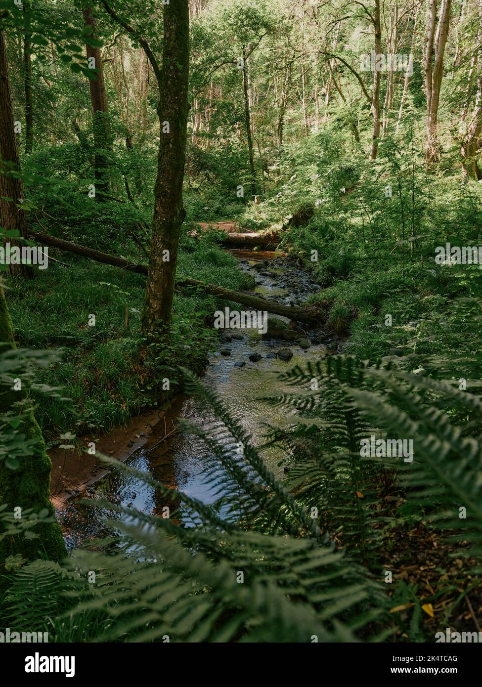 Fairy Glen Falls stream and woodland landscape in Rosemarkie, Fortrose ...