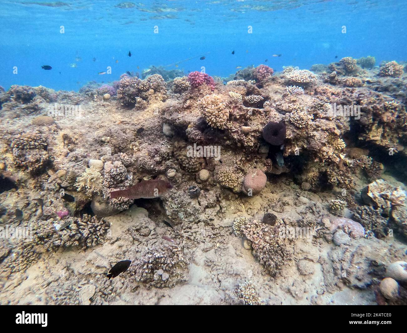 Underwater panoramic view of coral reef with tropical fish, seaweeds ...
