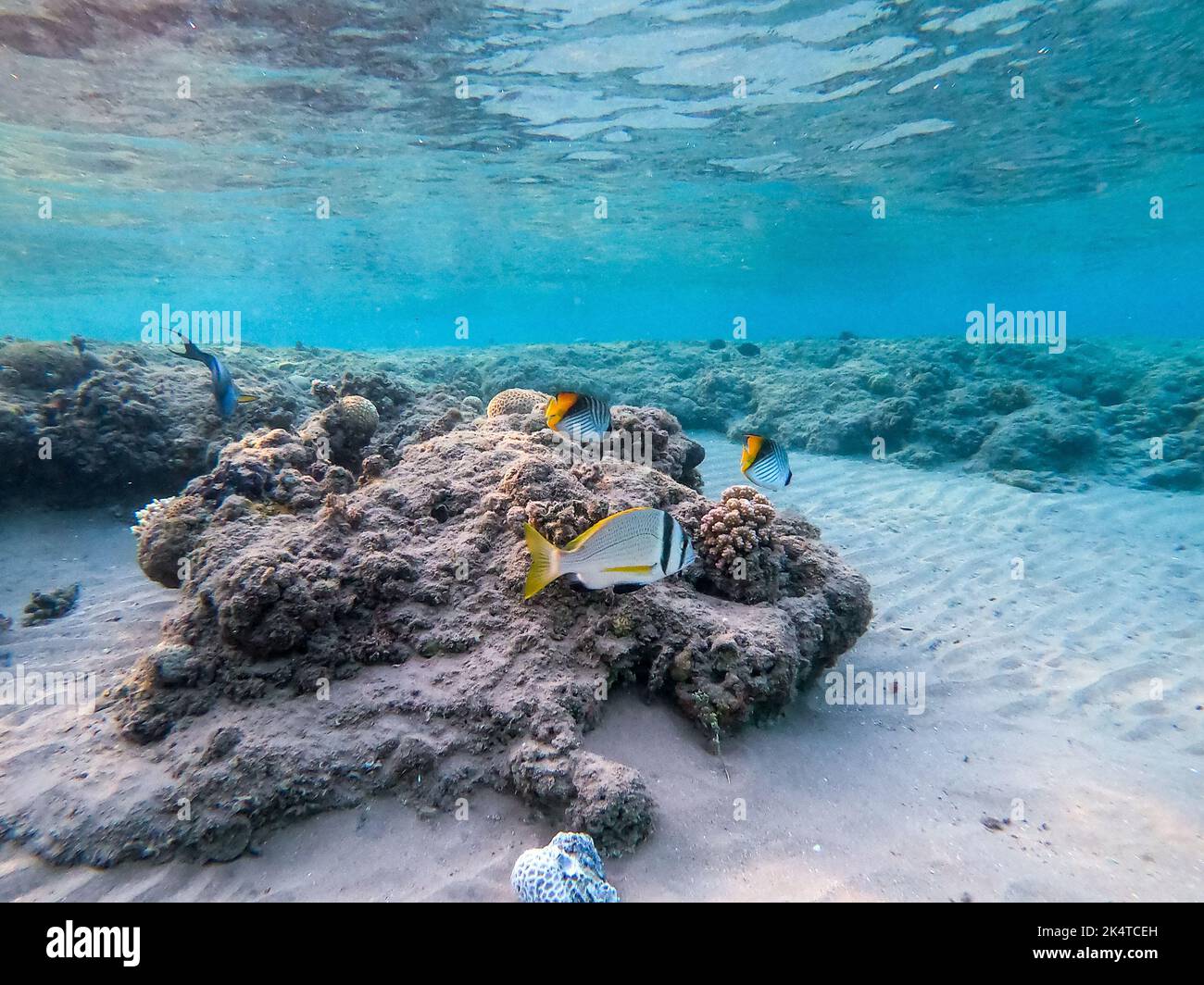 Doublebar bream known as acanthopagrus bifasciatus underwater at the ...