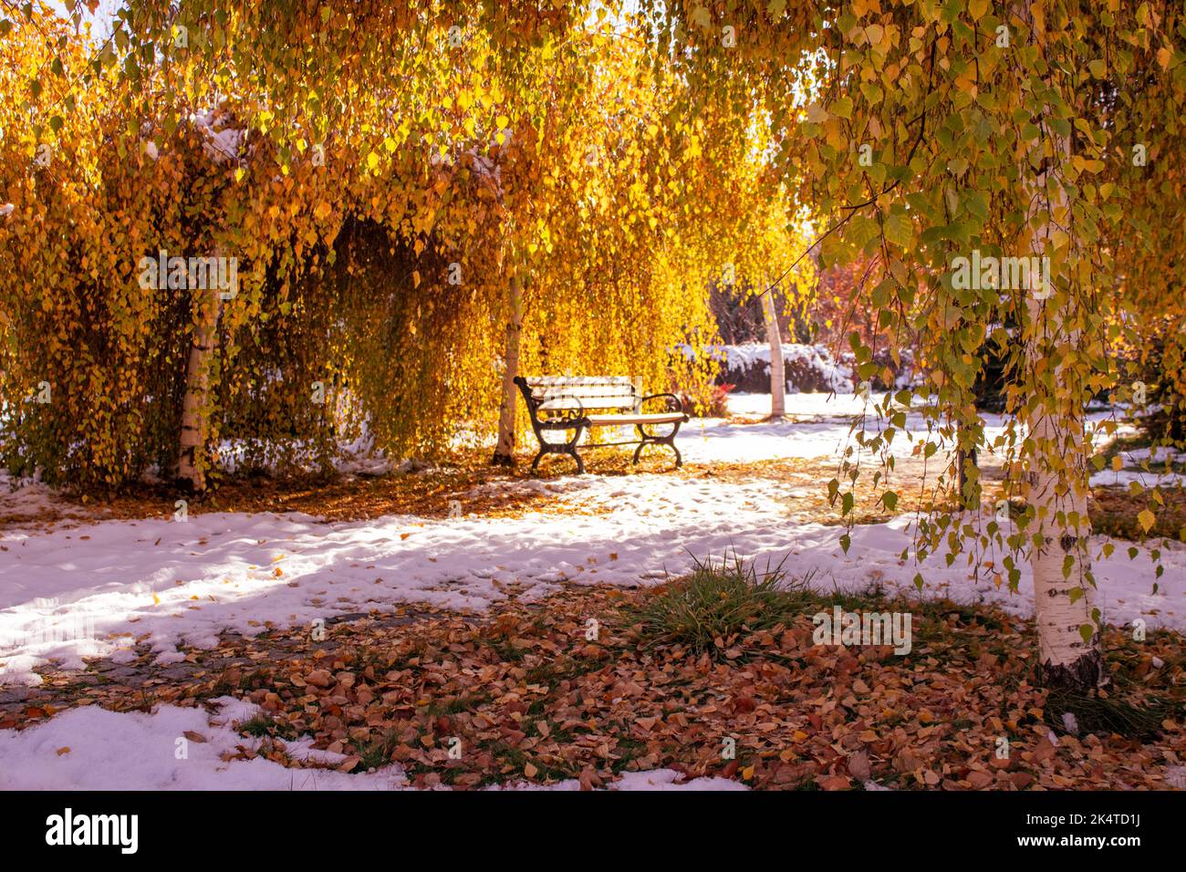 Dry leaves on the bench in autumn season. Autumn landscape in the ...
