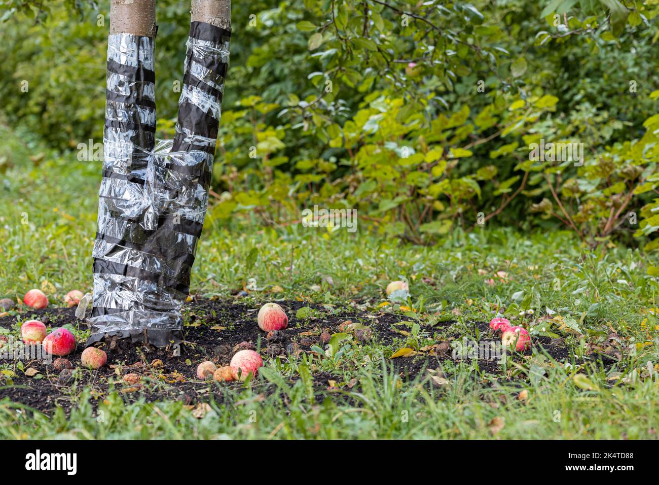 tree trunk protected from rodents in the garden Stock Photo - Alamy