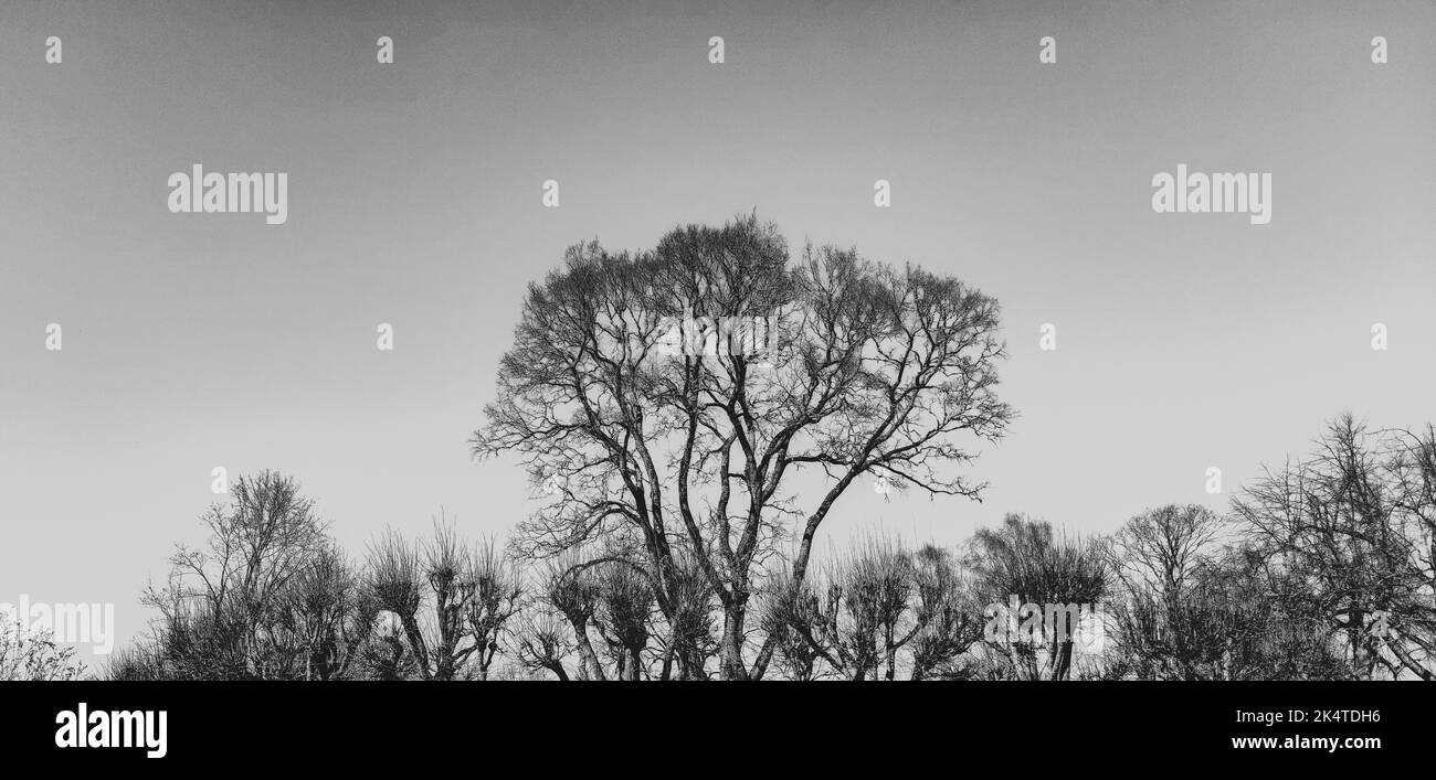 Dry trees silhouette black and white Stock Photo - Alamy