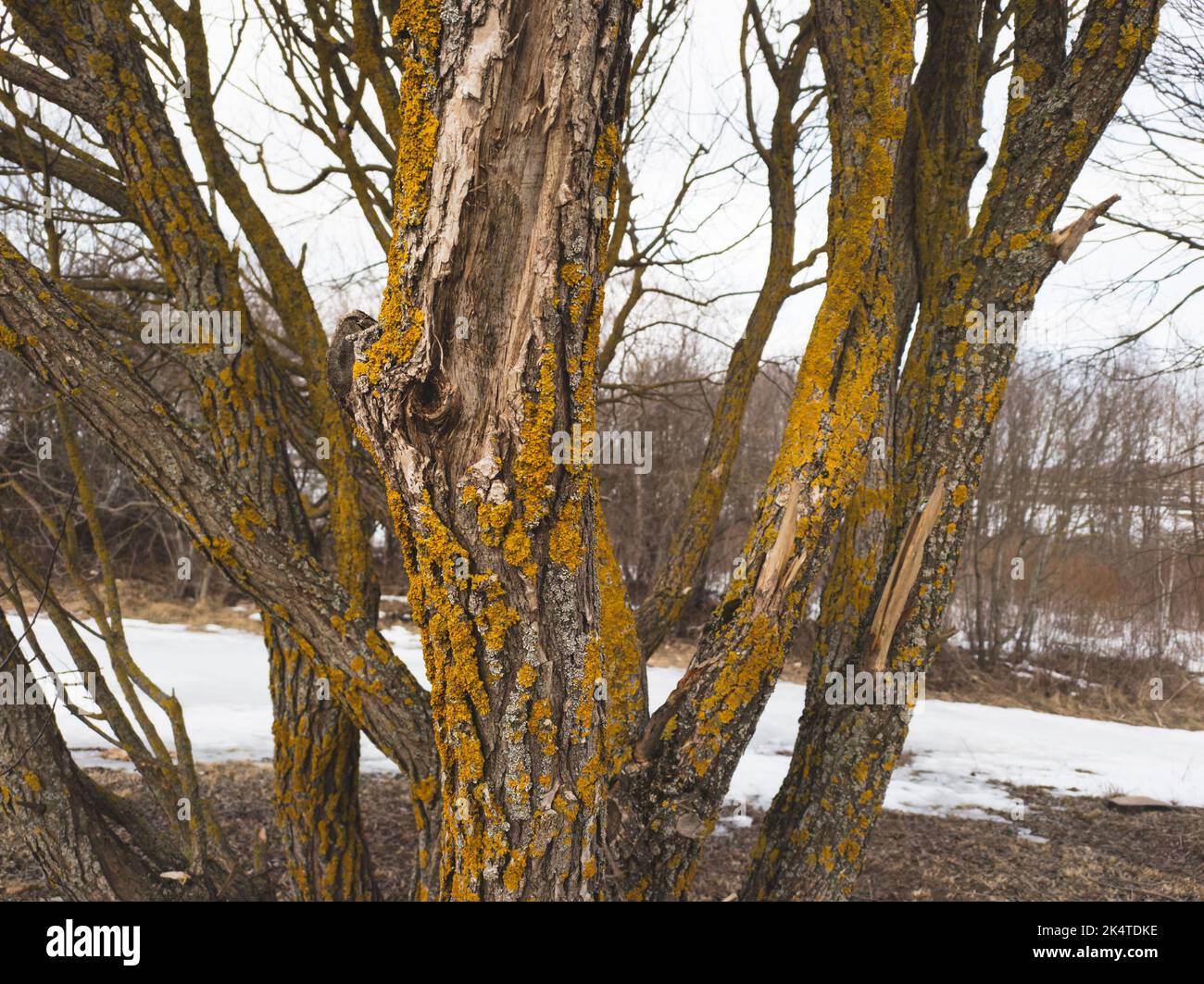 Tree trunk overgrown dry hi-res stock photography and images - Alamy