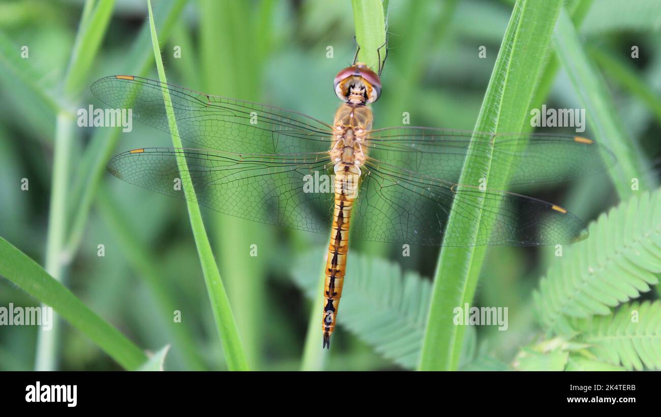 Close-up of a Wandering glider (Pantala flavescens) standing on a leaf ...
