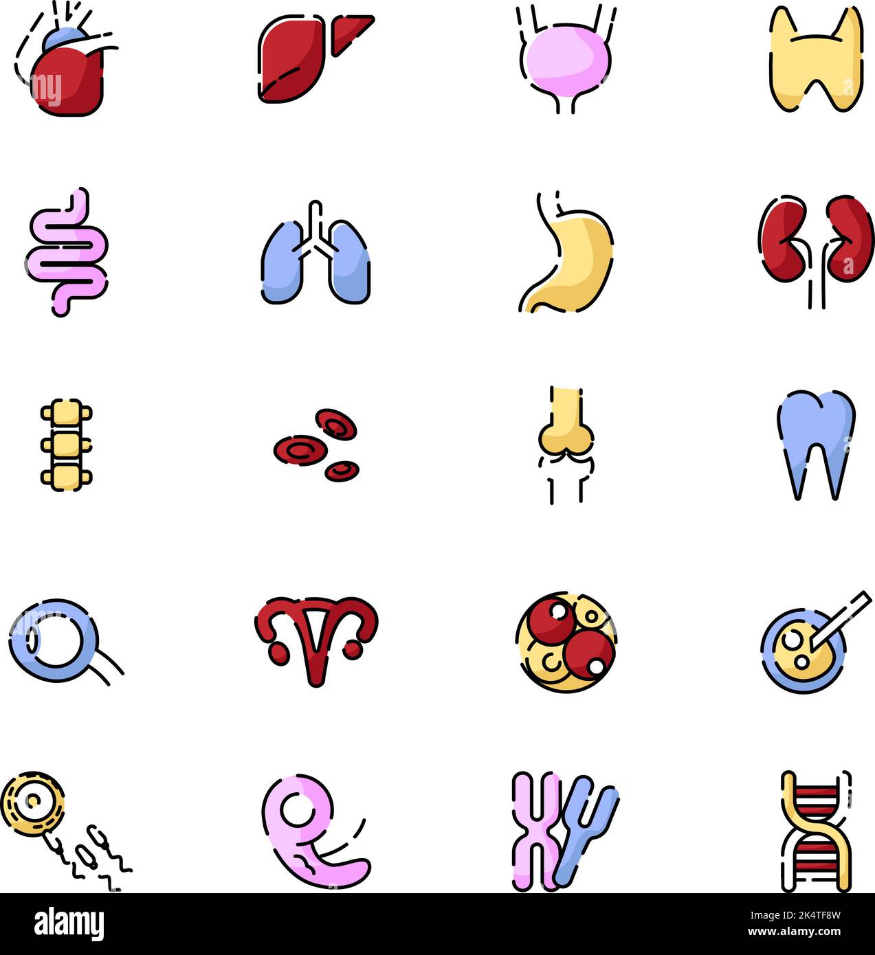 Internal organs vector vectors hi-res stock photography and images - Alamy