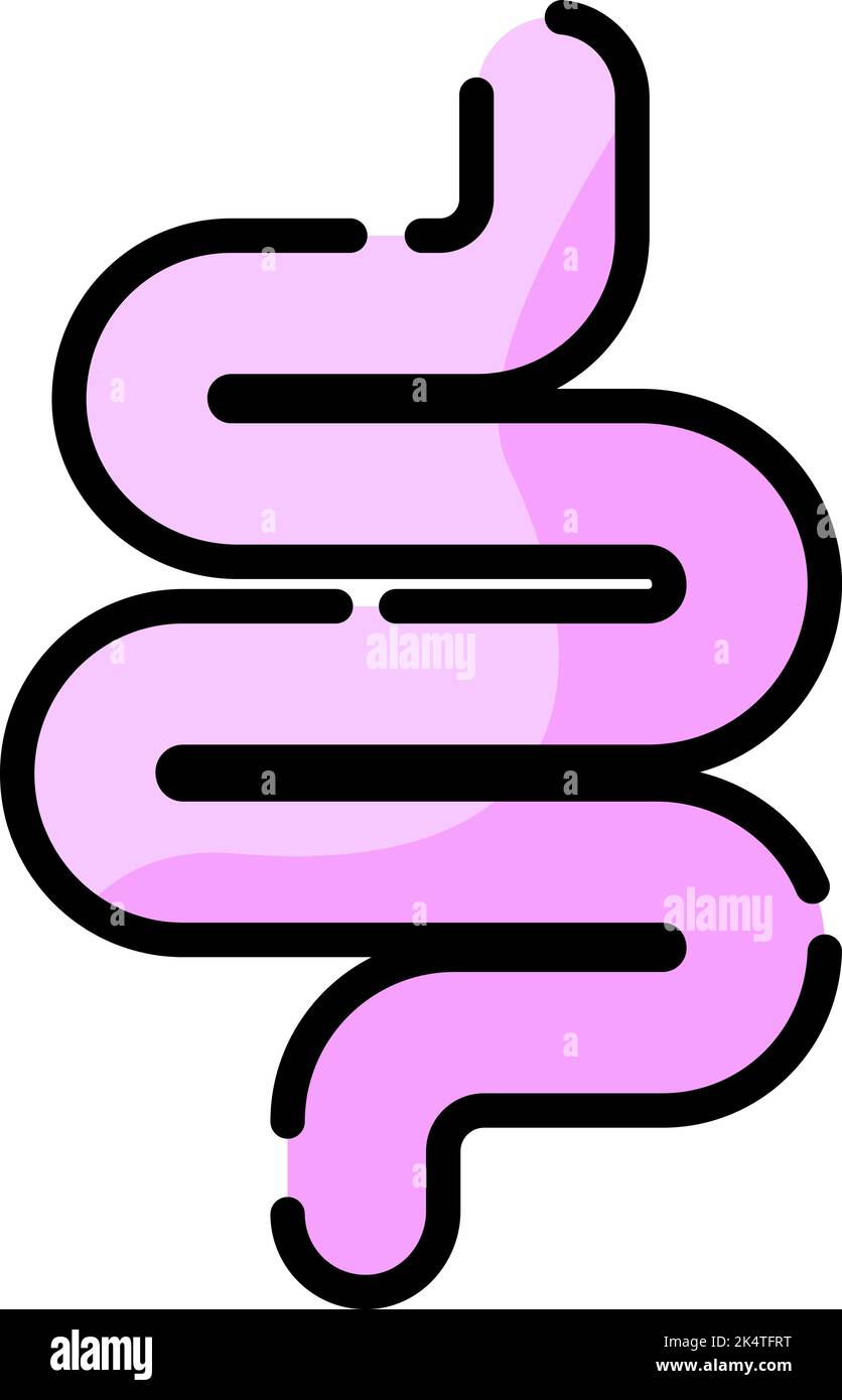 Human intestines, illustration, vector on a white background Stock ...