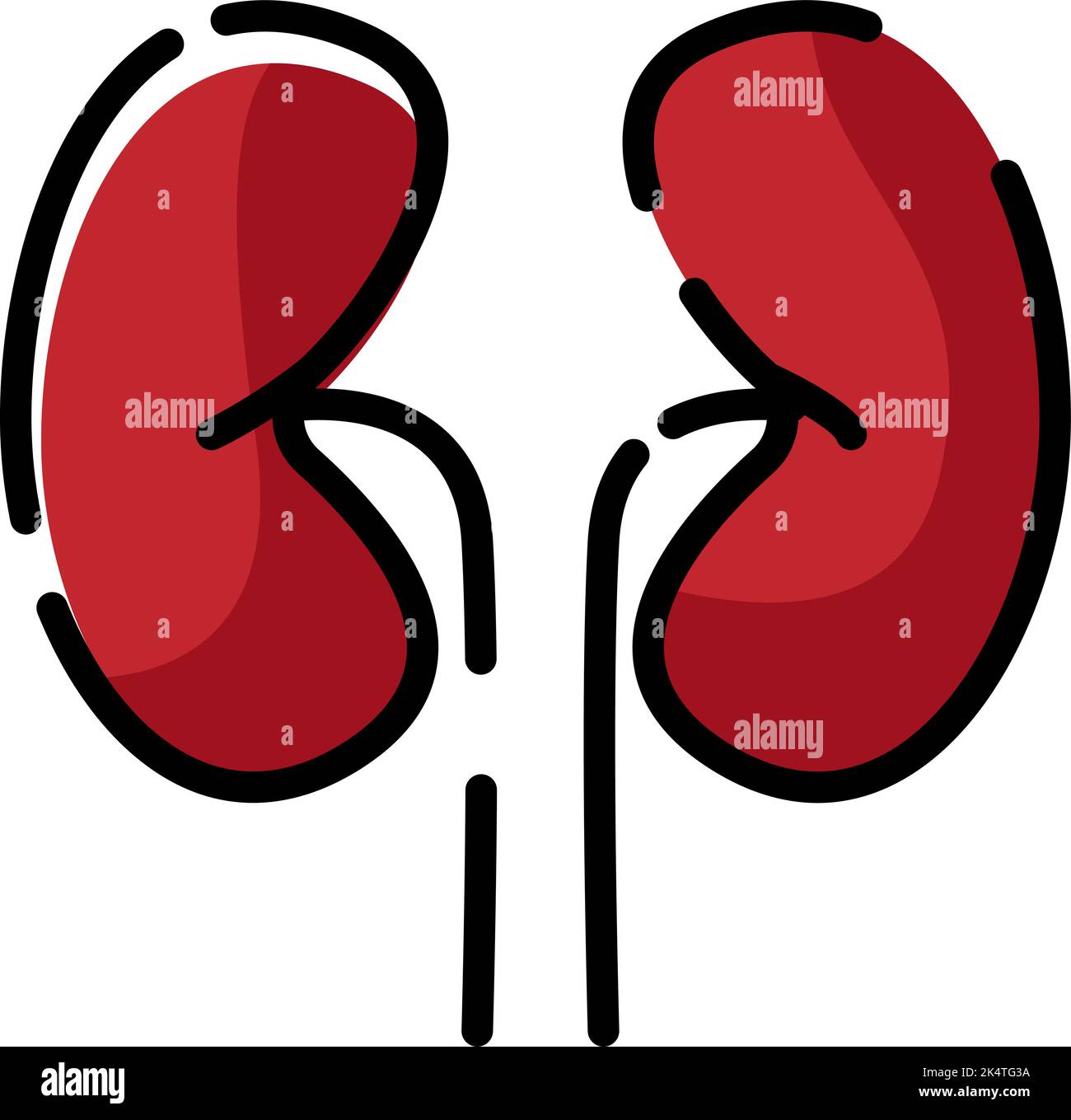 Human kidneys, illustration, vector on a white background Stock Vector Image & Art - Alamy