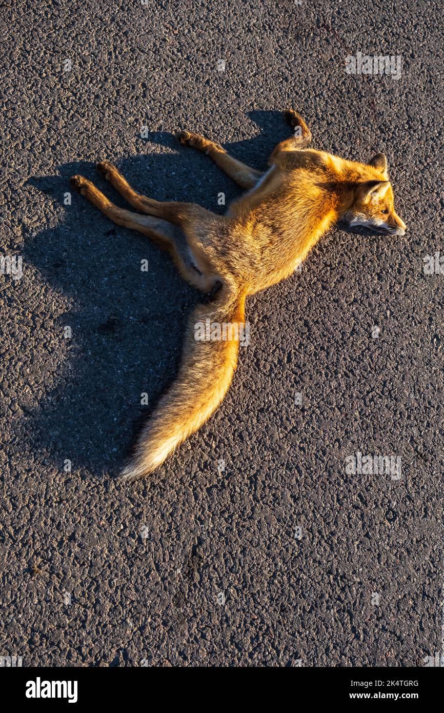 Red fox car collision hi-res stock photography and images - Alamy
