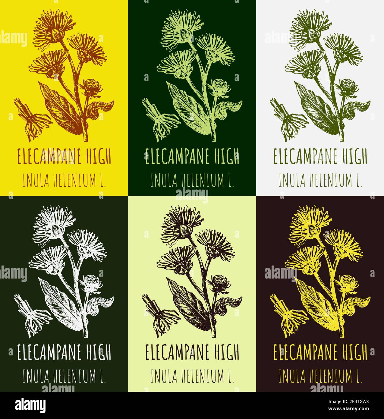 Set of vector drawings of Elecampane high in different colors. Hand ...