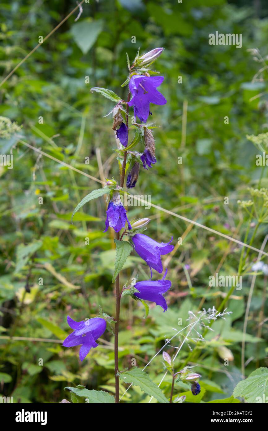 Nettle leaved Bellflower also called Campanula trachelium Stock Photo ...