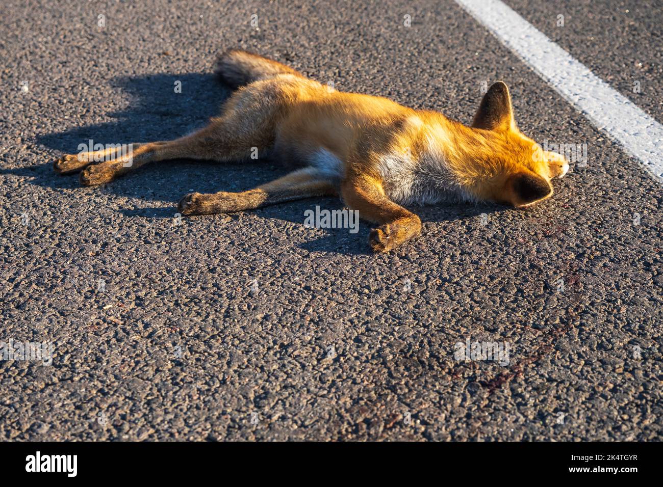 Red fox car collision hi-res stock photography and images - Alamy