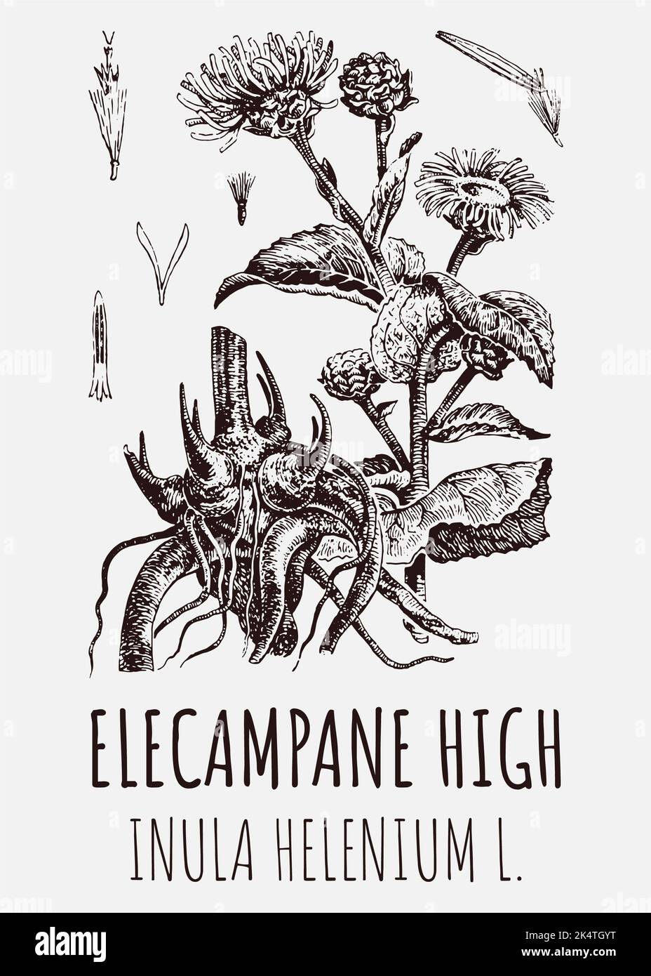 Vector drawings of Elecampane high. Hand drawn illustration. Latin name ...
