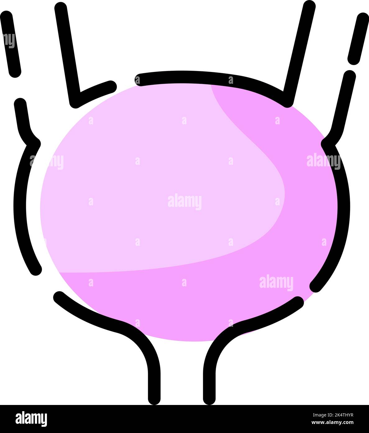 Human bladder, illustration, vector on a white background Stock Vector ...