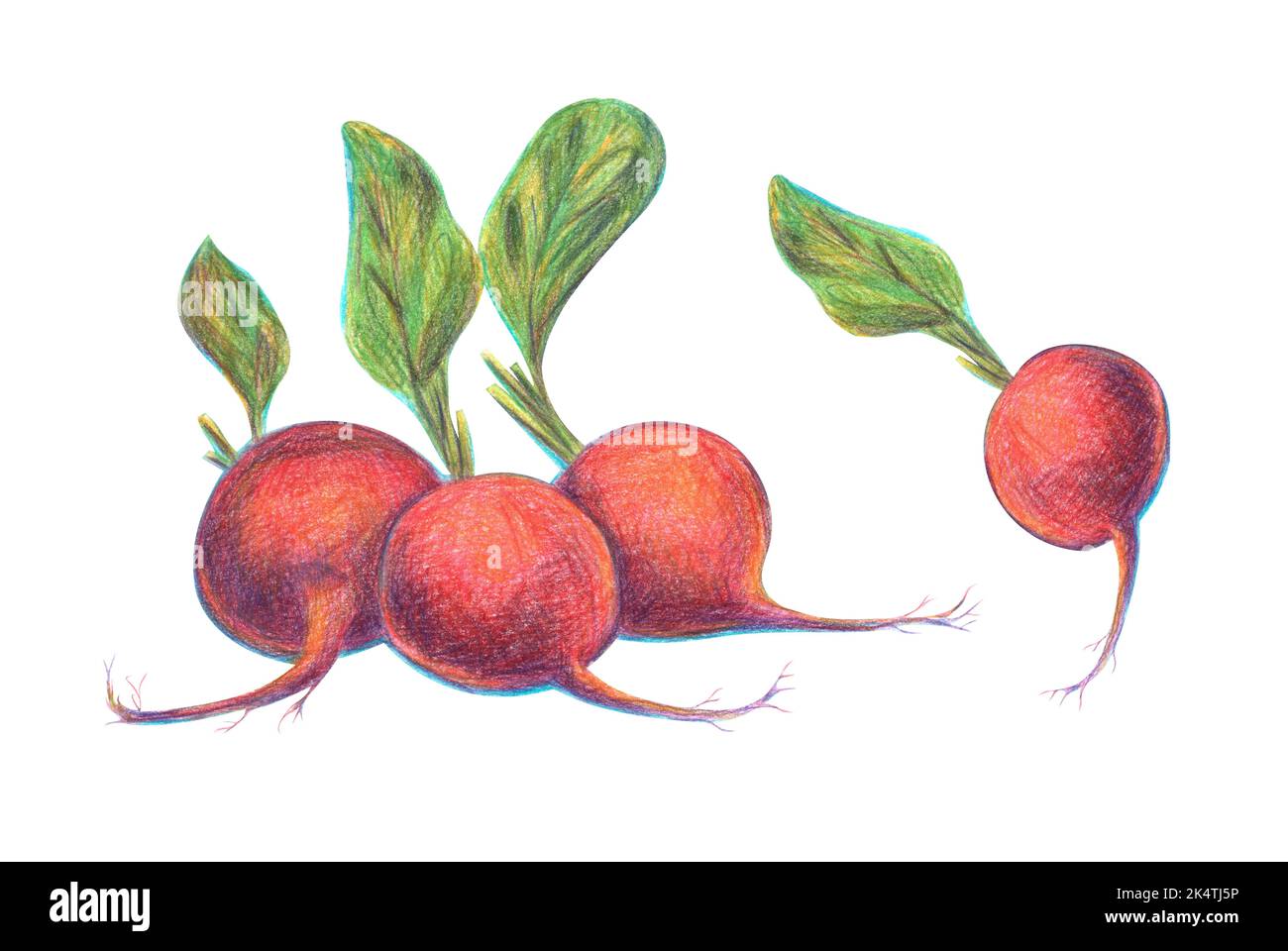 Graphic illustration with a radish drawn with pencils and isolated on a ...