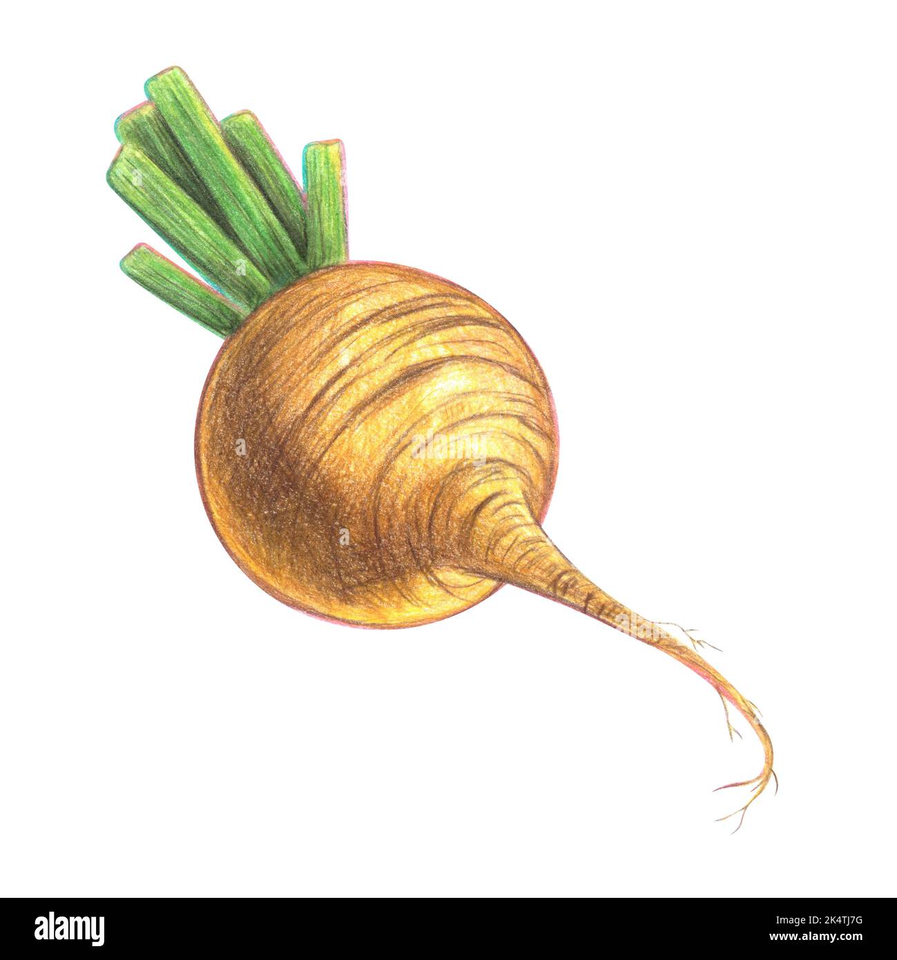 Yellow turnip drawn with pencils isolated on a white background. For ...