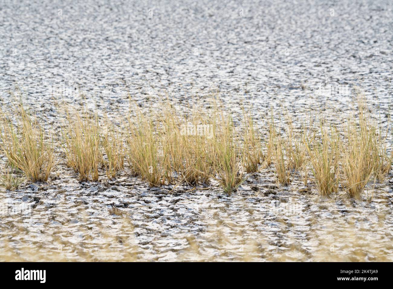 Dried up mud of a salt lake with a line of yellow grass. Etosha ...