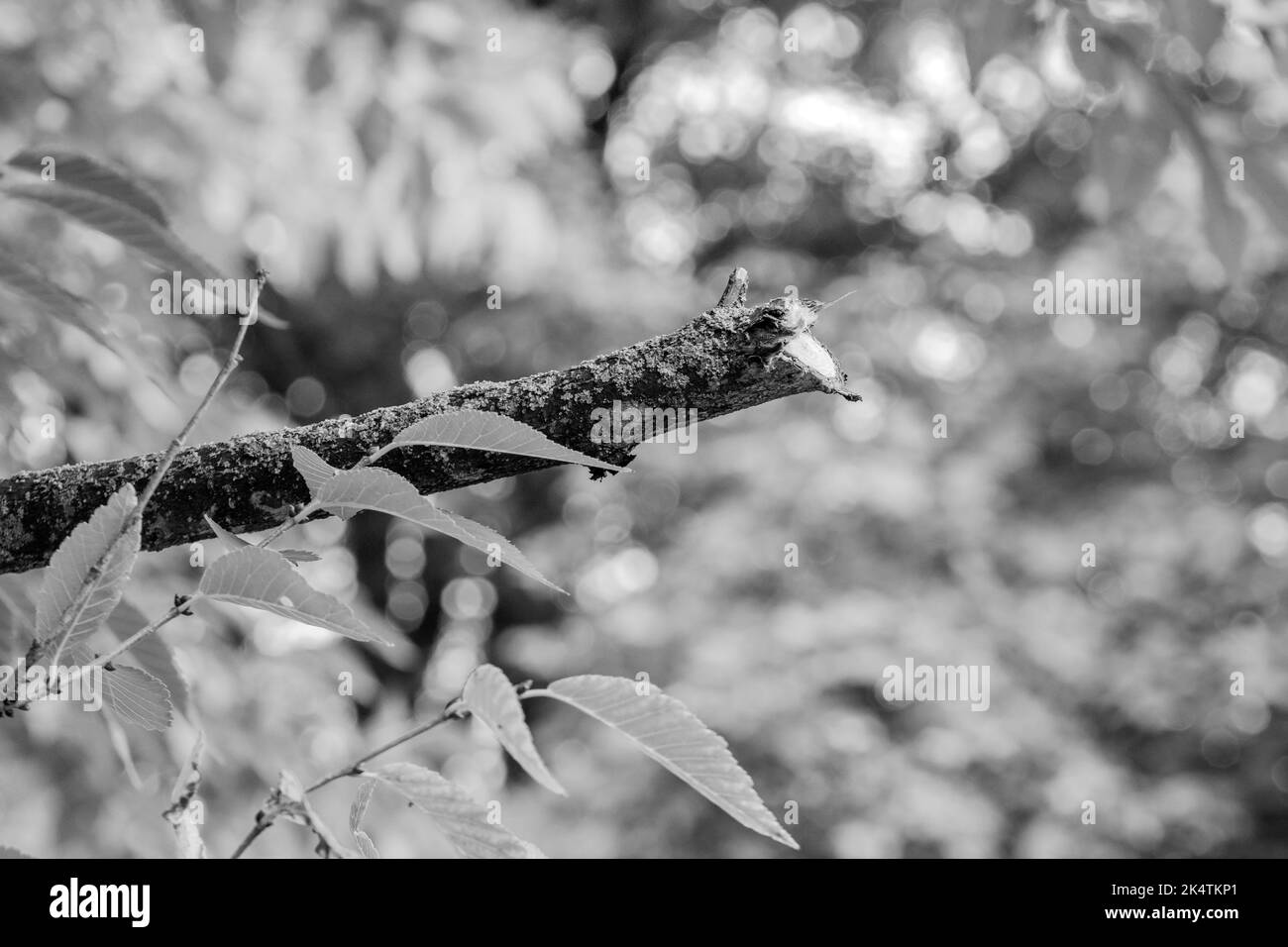 Close Up Broken Branch In Black And White At Amsterdam The Netherlands 19-9-2022 Stock Photo - Alamy