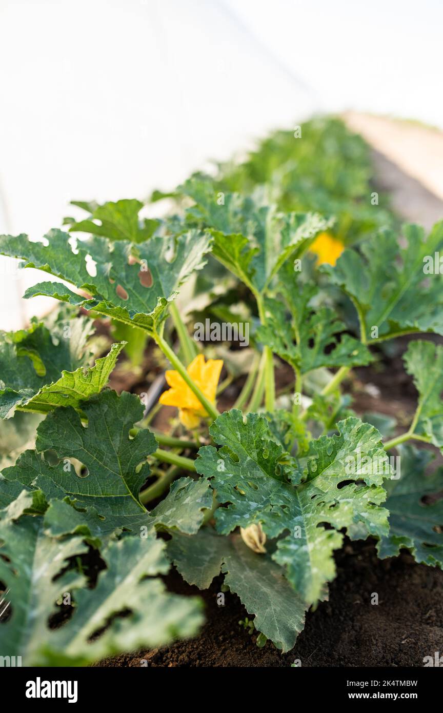 Vegetable plantation. young vegetables in the field Stock Photo - Alamy