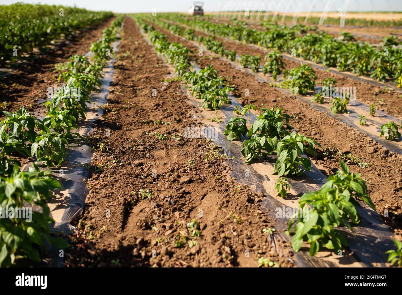 vegetable rows of pepper grow in the field. farming, agriculture ...