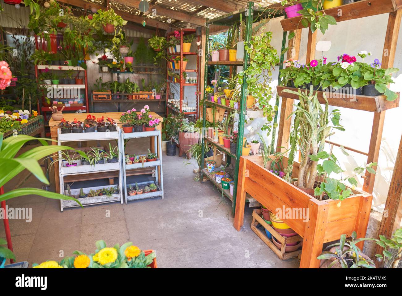 Empty nursery flower shop with lots of plants and flowers on sale Stock ...