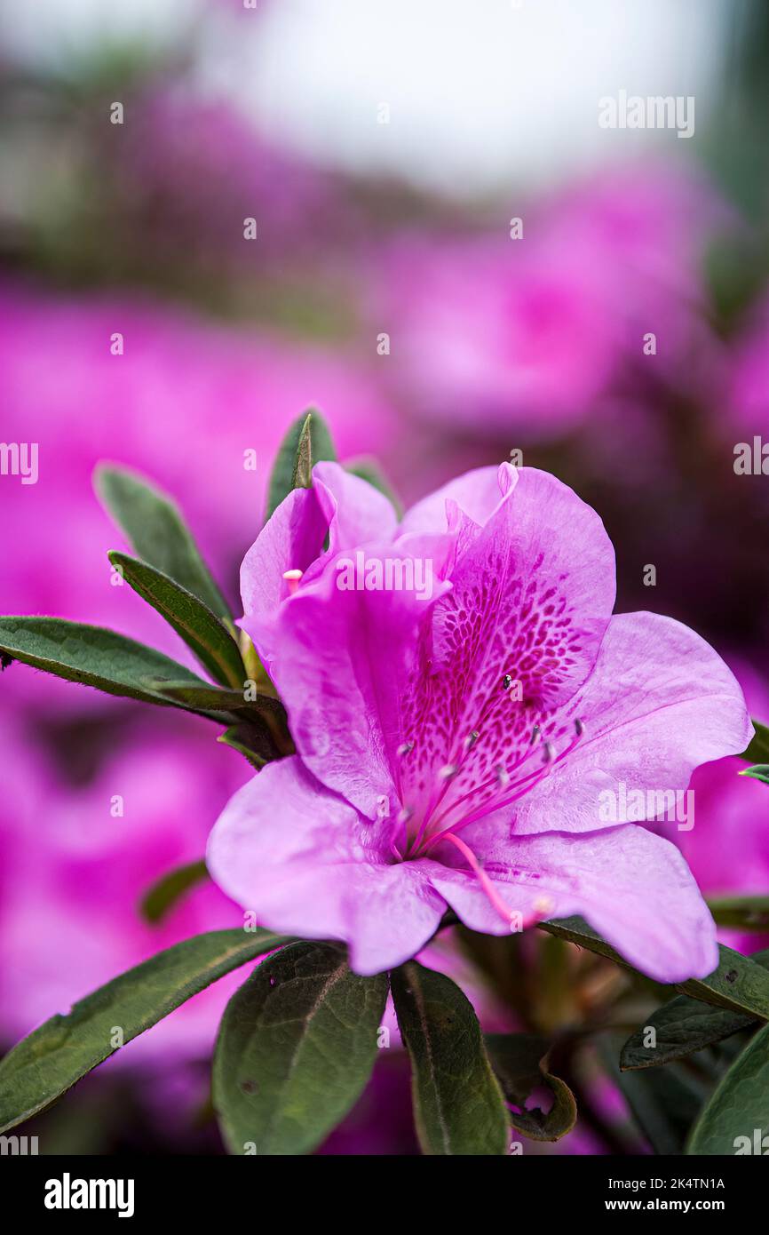Chinese azalea hi-res stock photography and images - Alamy