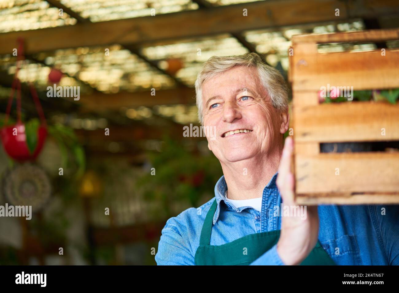 Senior gardener carries box of plants in nursery for transplanting or ...