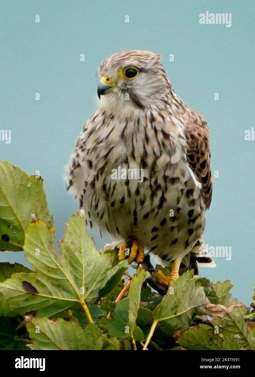 A young Kestrel perches on a tree as it hunts for prey in Dover. Kent ...