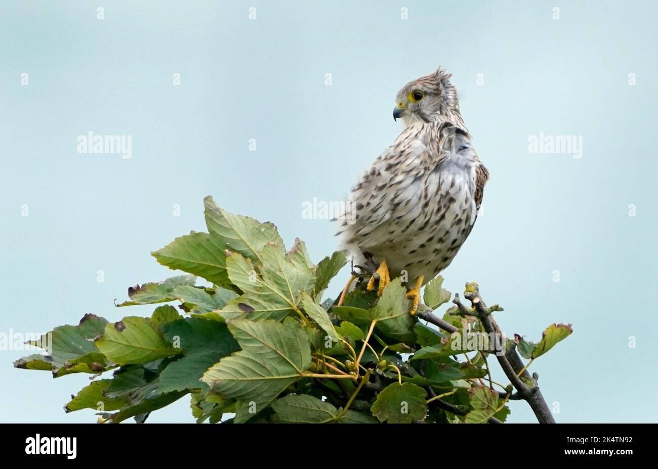 A young Kestrel perches on a tree as it hunts for prey in Dover. Kent ...