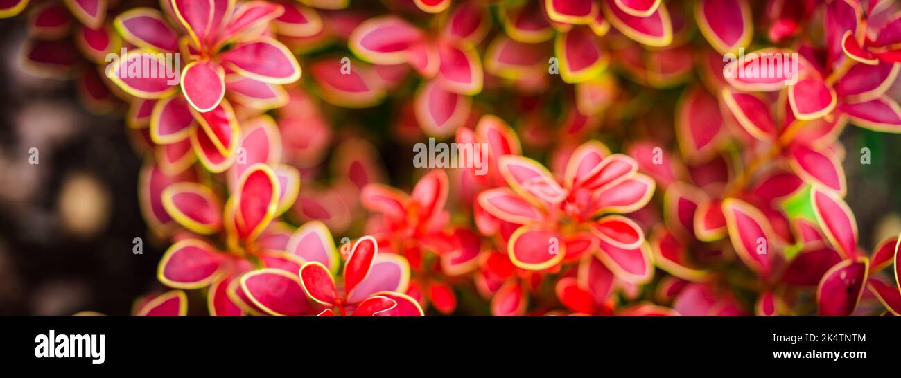 Purple Japanese barberry Stock Photo - Alamy