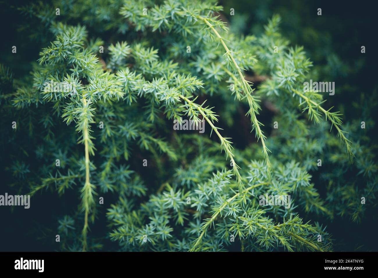 Juniper branch background Stock Photo - Alamy
