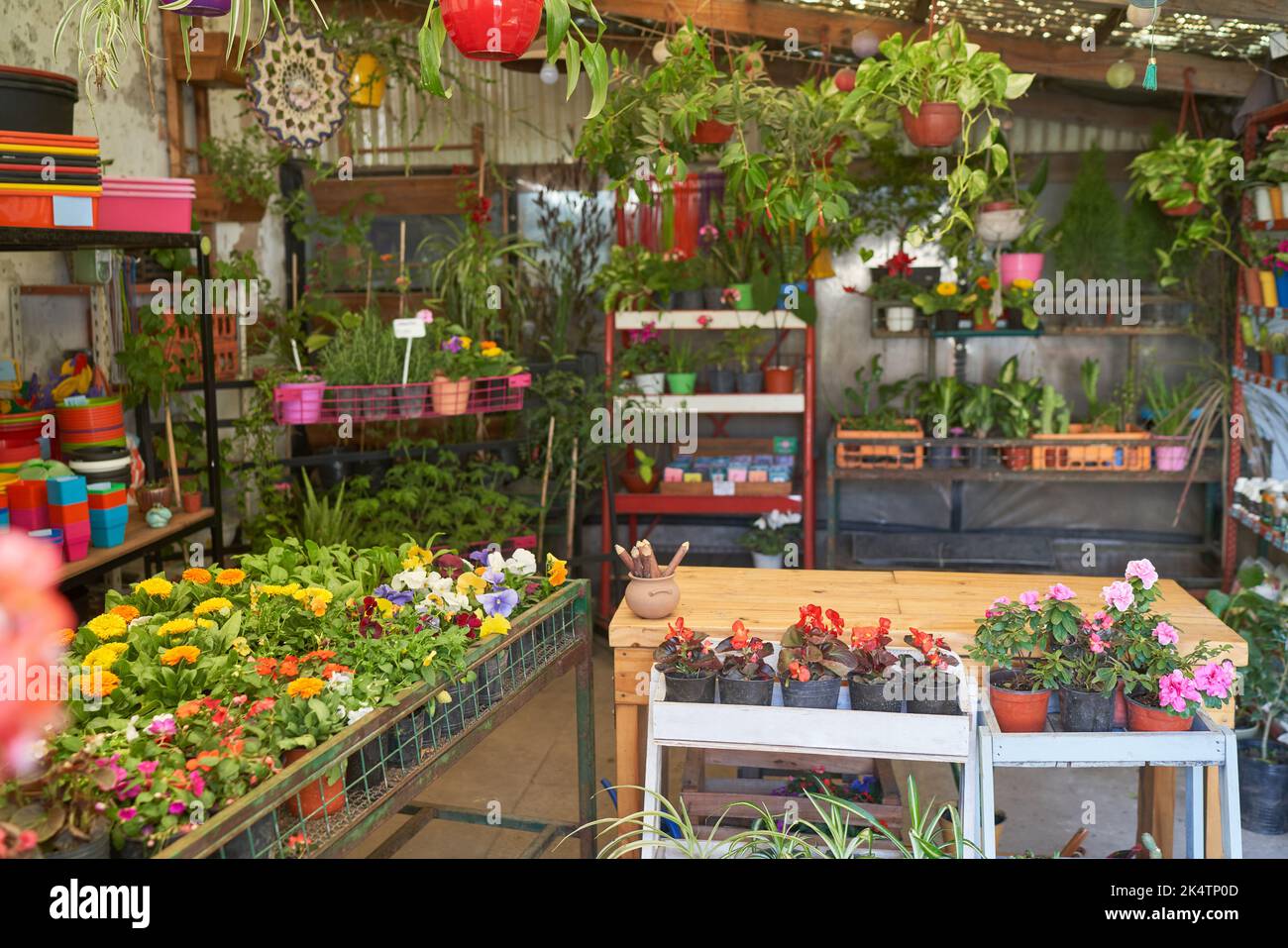 Colorful variety of plants and flowers in a small flower shop Stock ...