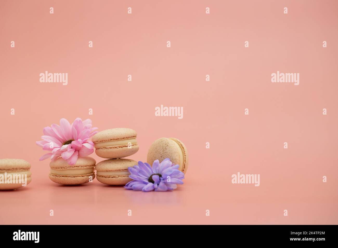 Round beautiful sweets macaroni with flowers on a pink background ...