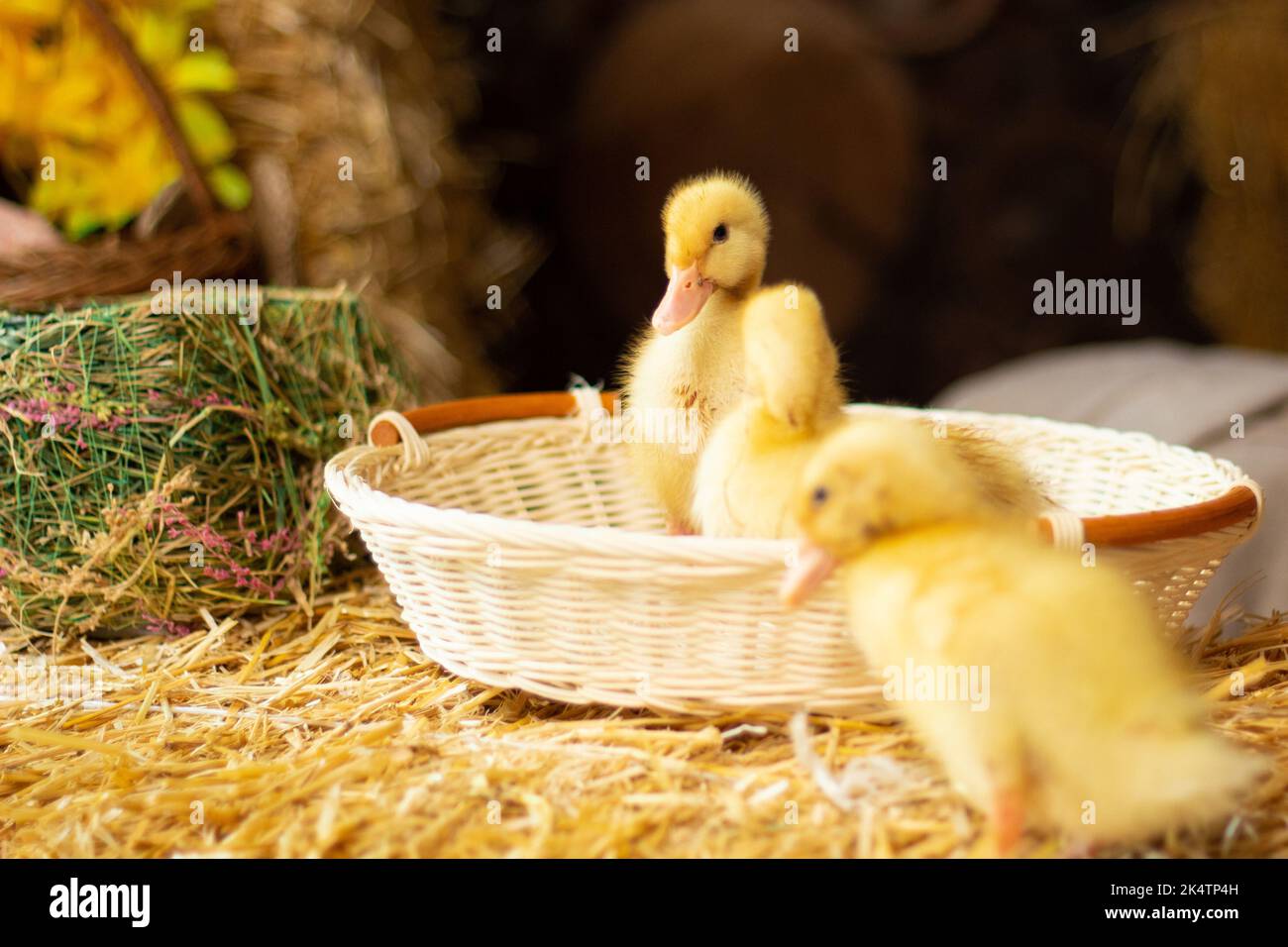 Cute yellow bird hi-res stock photography and images - Alamy