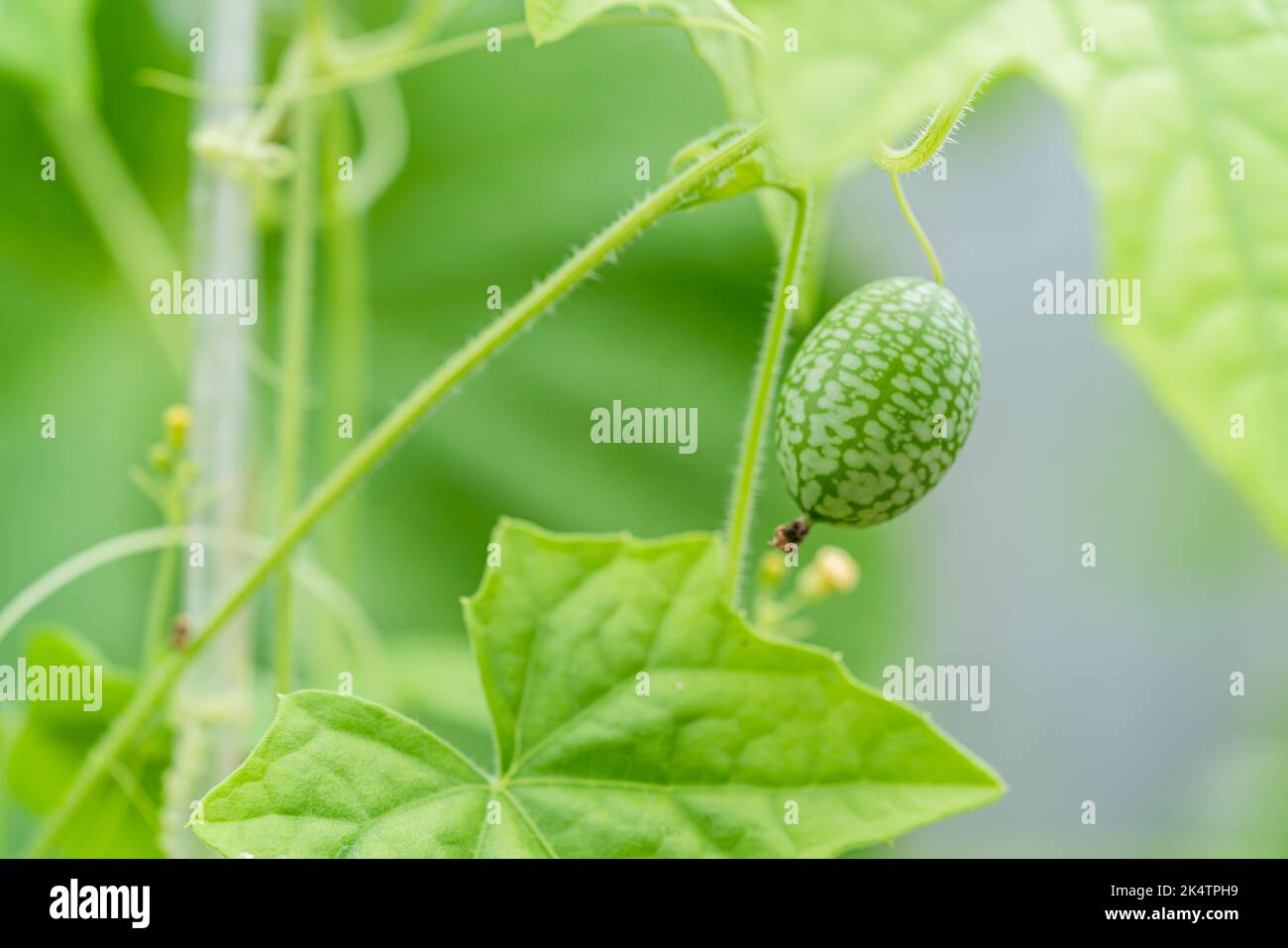 Melothria scabra. American cucumber Stock Photo - Alamy