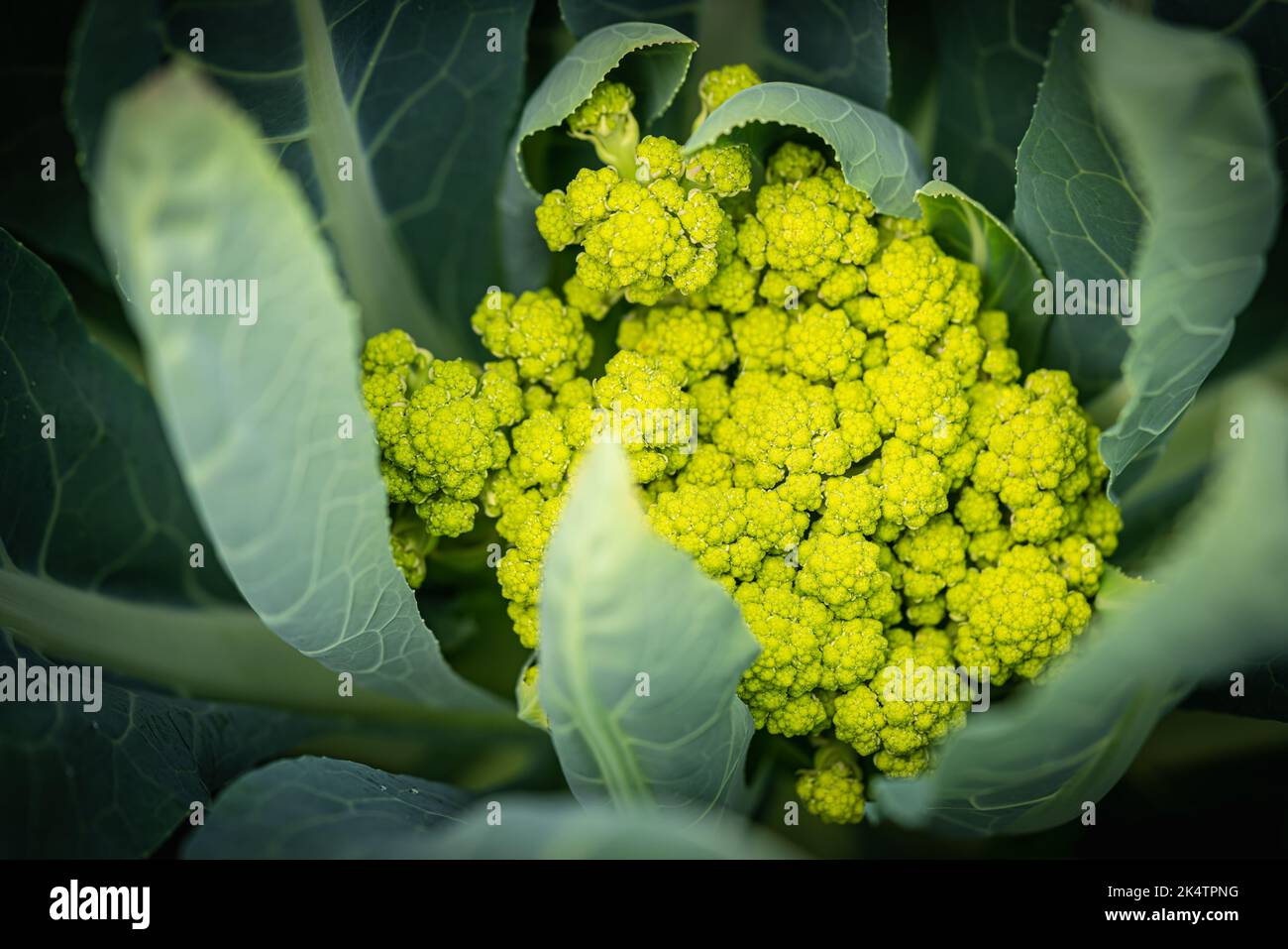 Flowers of green cauliflower Stock Photo - Alamy